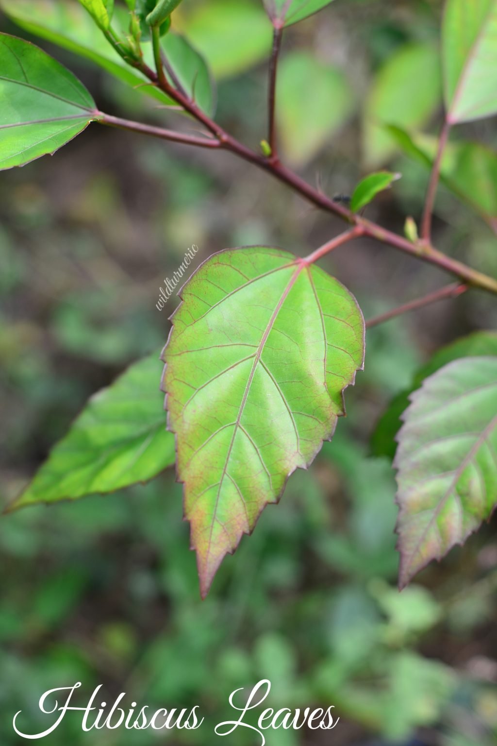 3 Top Hibiscus Leaves Uses & Benefits For Hair & Health - Wildturmeric