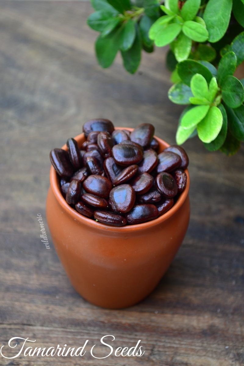 6 Top Benefits & Uses Of Tamarind Seeds ! - Wildturmeric
