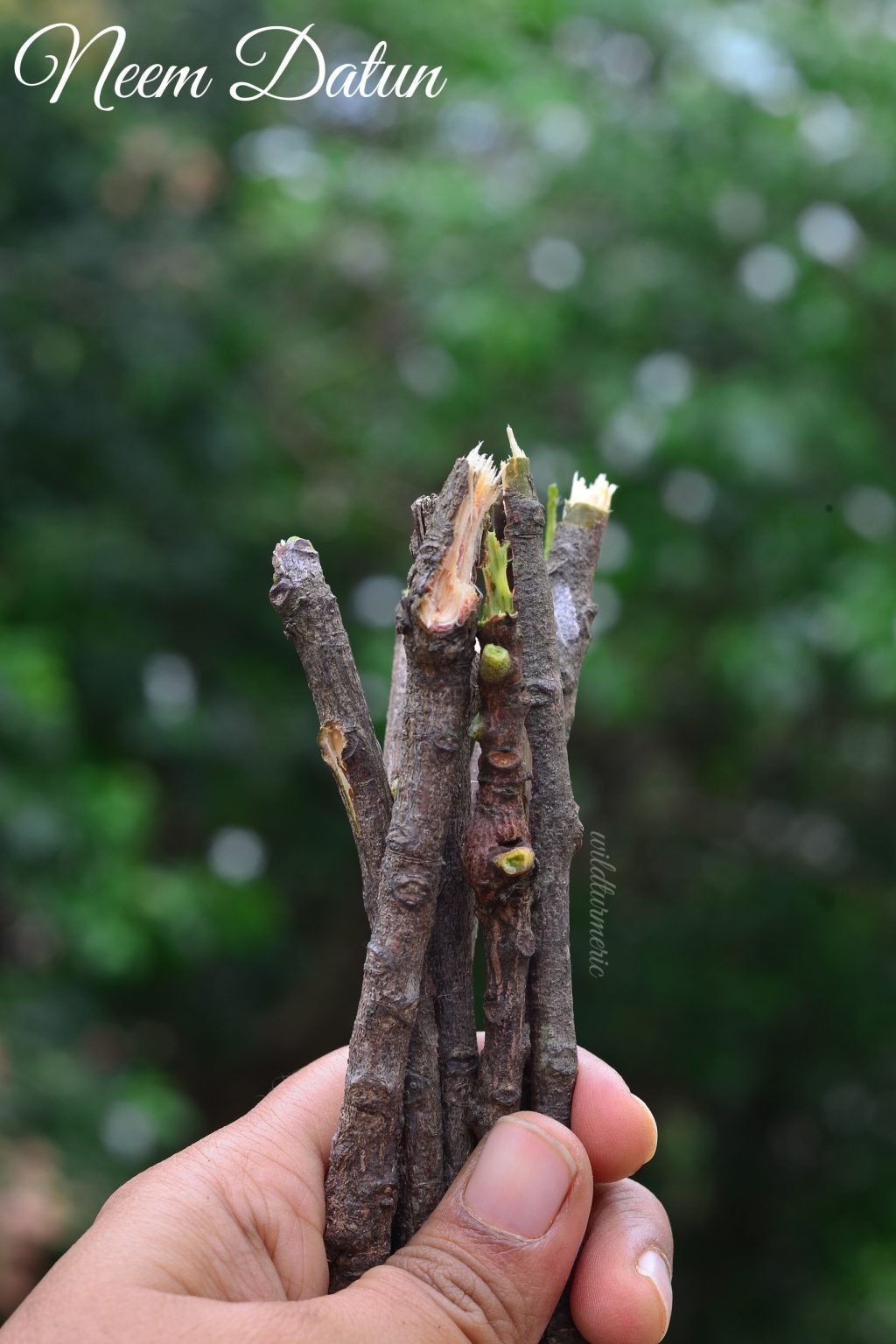 Neem Datun: Benefits Of Brushing With Neem Sticks - Wildturmeric