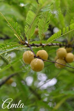 10 Top Amla (Nellikai) Benefits For Hair, Skin & Health - Wildturmeric