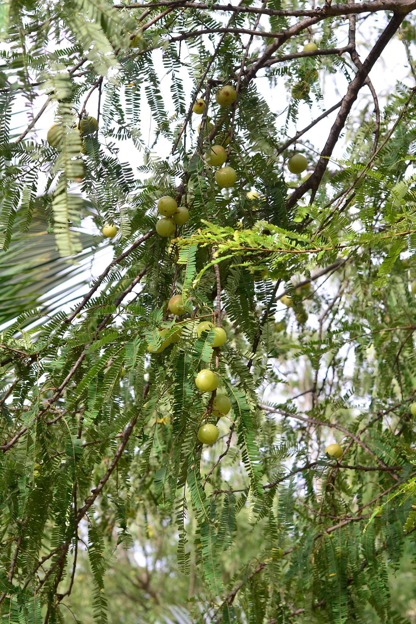 10 Top Amla (Nellikai) Benefits For Hair, Skin & Health - Wildturmeric