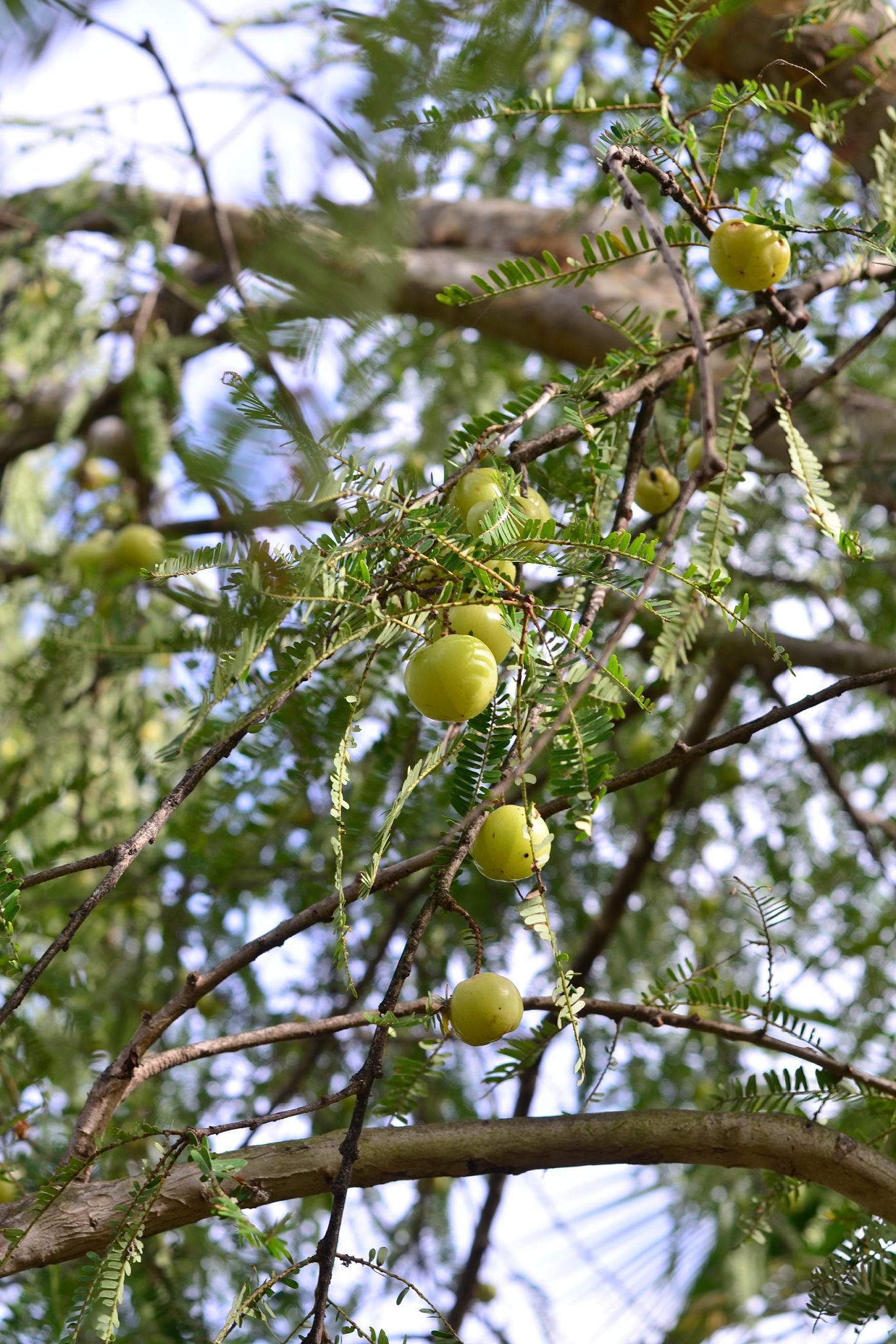 10 Top Amla (Nellikai) Benefits For Hair, Skin & Health - Wildturmeric