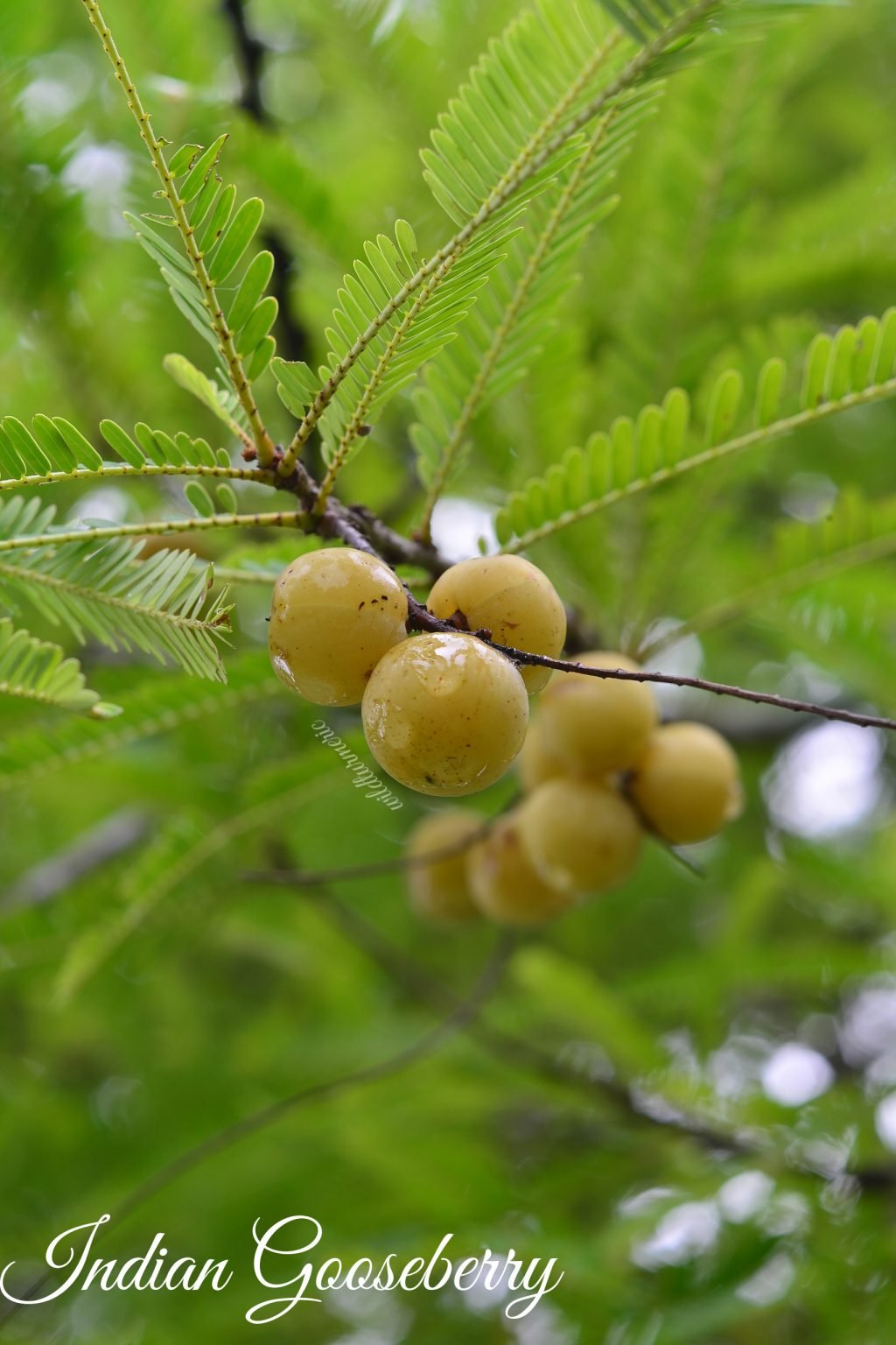 10 Top Amla (Nellikai) Benefits For Hair, Skin & Health - Wildturmeric