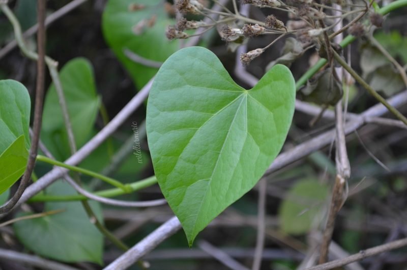 5 Top Benefits, Uses & Side Effects of Giloy (Guduchi | Amruthaballi ...
