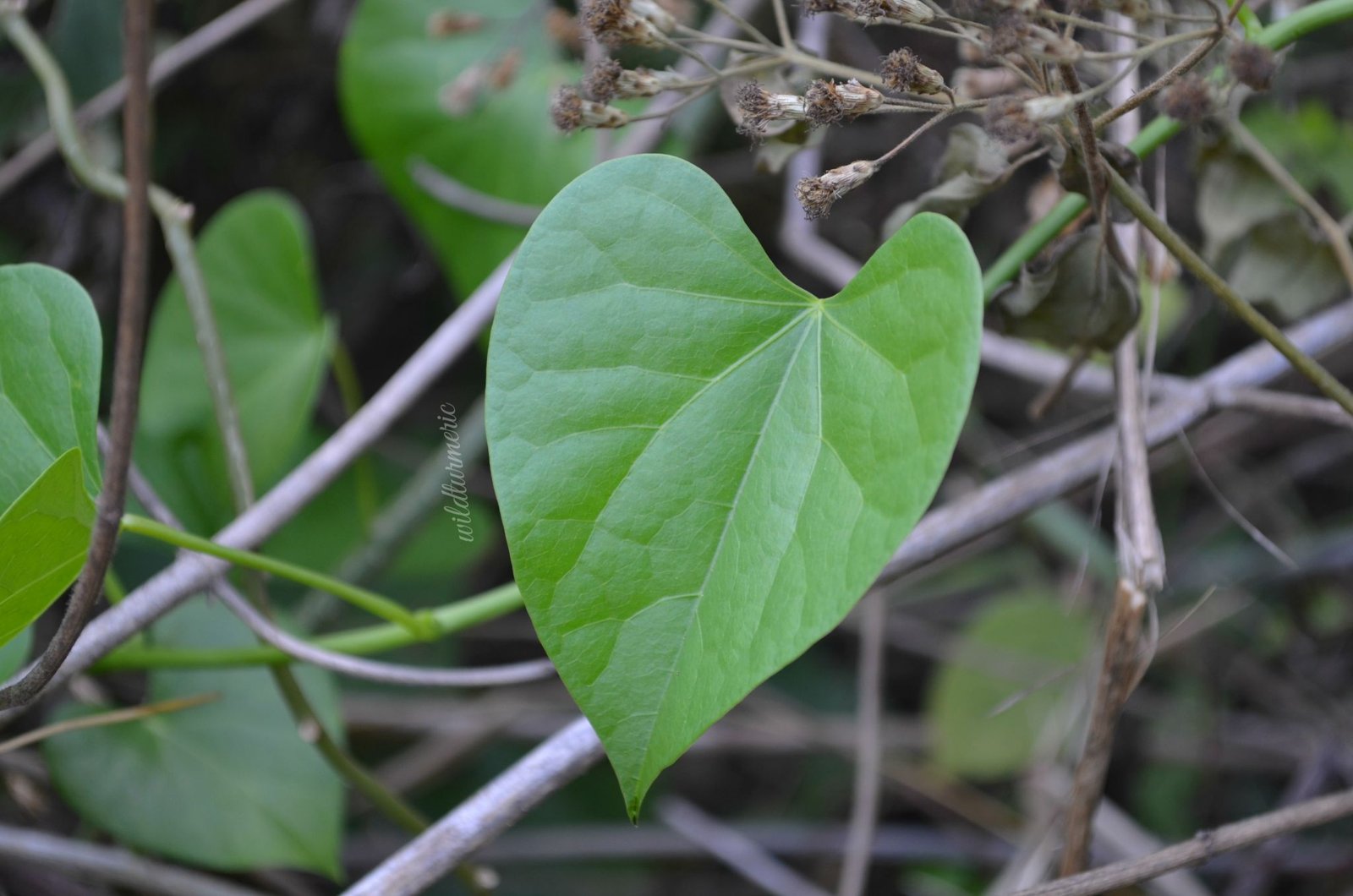 5 Top Benefits, Uses & Side Effects of Giloy (Guduchi | Amruthaballi ...