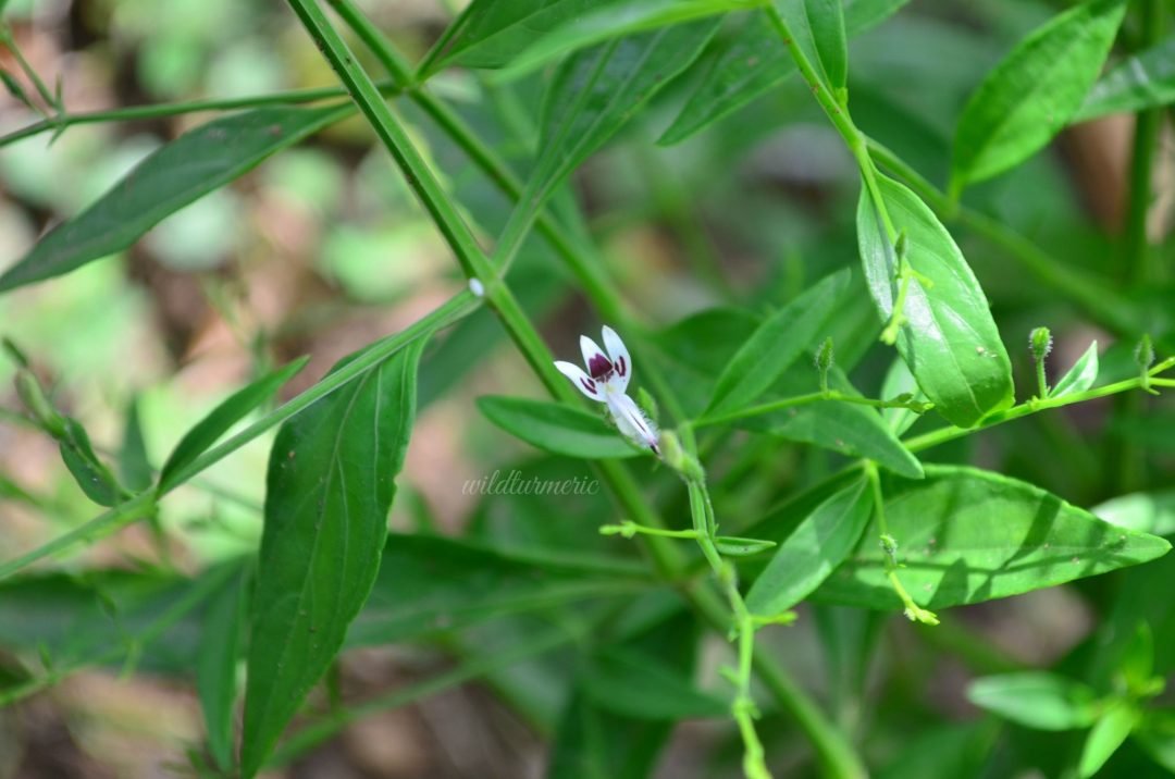 15 Top Benefits, Uses & Side Effects of Nilavembu (Kalmegh ...