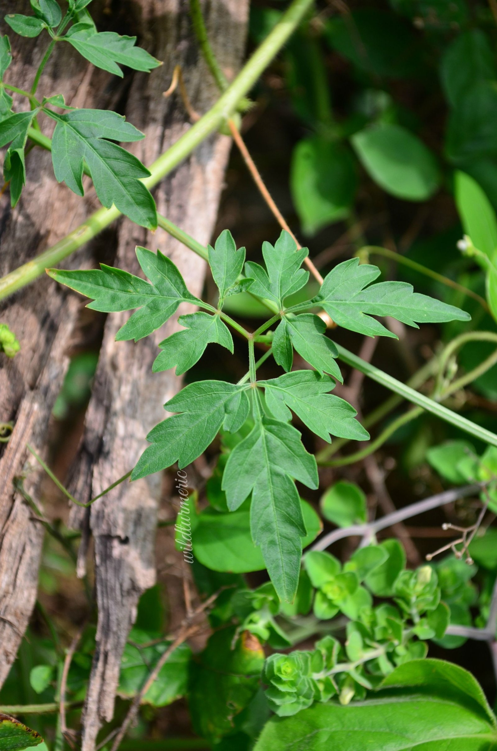 10 Top Benefits & Uses of Mudakathan Keerai (Balloon Vine) For Hair ...