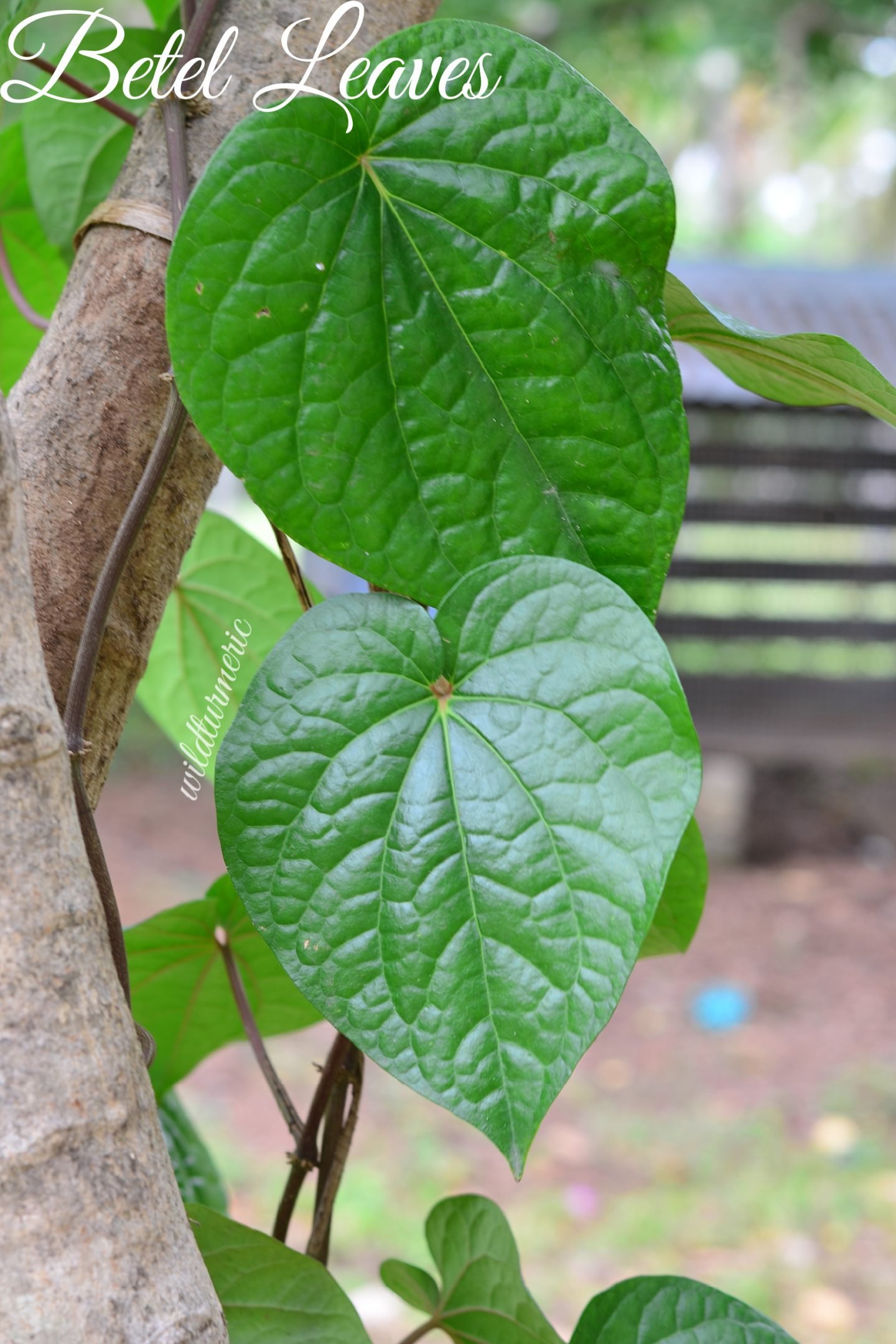 5 Best Health Benefits Uses Of Betel Leaf Paan Leaf Piper Betle
