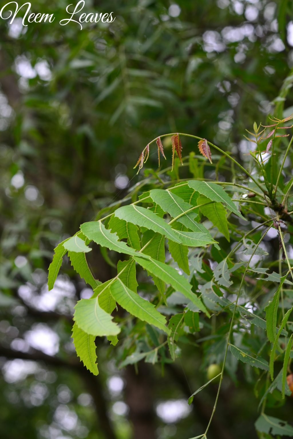 Neem Datun: Benefits Of Brushing With Neem Sticks - Wildturmeric