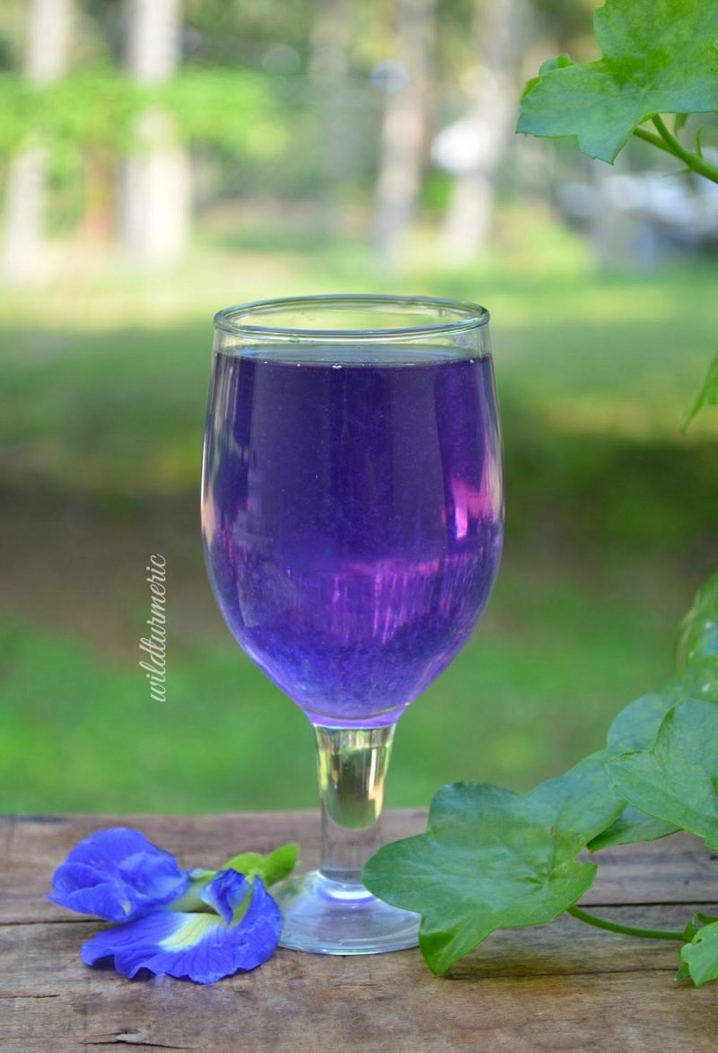 Blue Butterfly Pea Flower Tea: Benefits & Recipes ! - Wildturmeric