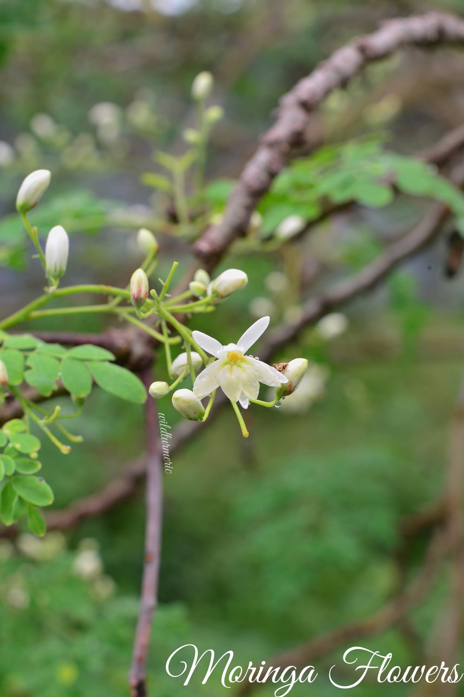 5 Top Benefits, Uses & Side Effects Of Moringa For Weight Loss, Skin ...