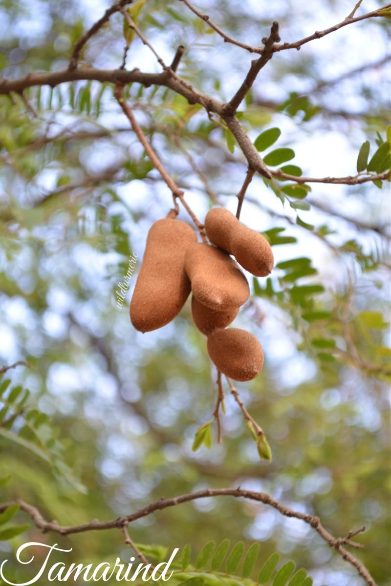 10 Top Benefits & Uses Of Tamarind | Imli - Wildturmeric