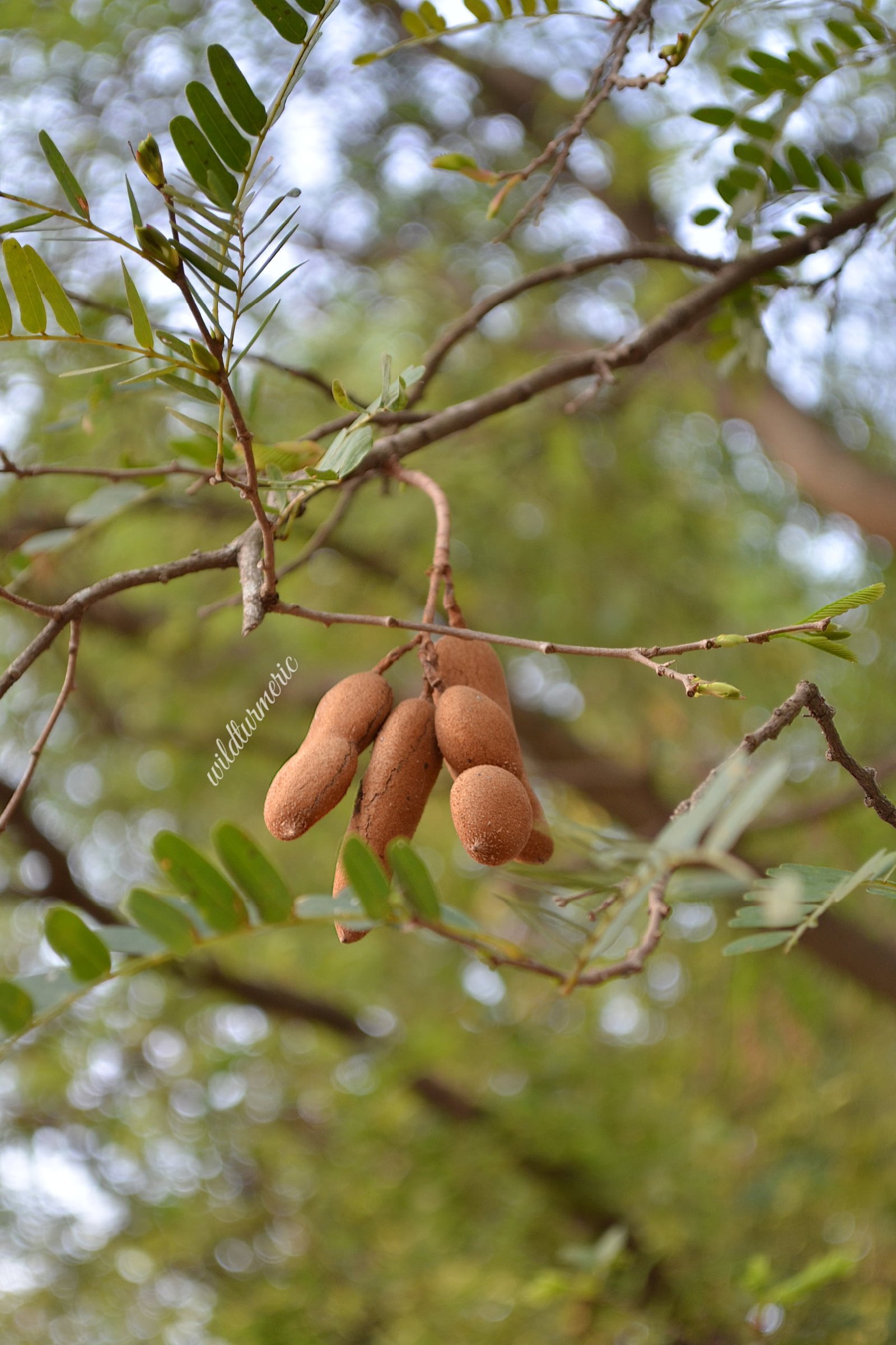 10 Top Benefits & Uses Of Tamarind | Imli - Wildturmeric