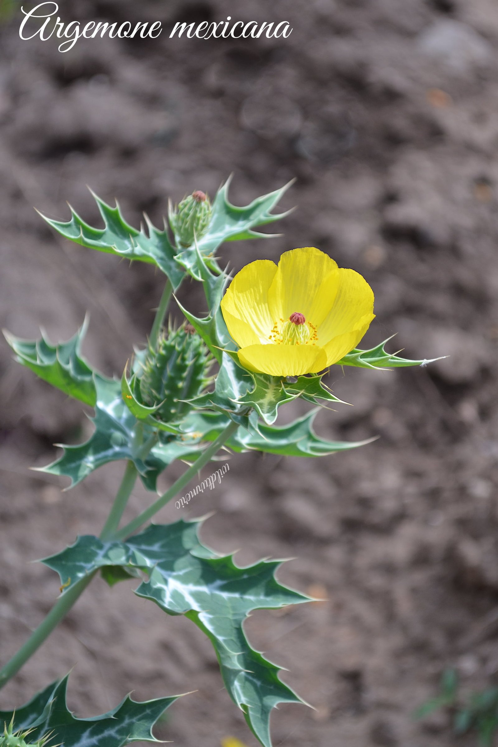 3 Top Benefits Of Satyanashi (Brahmadandi) - Wildturmeric