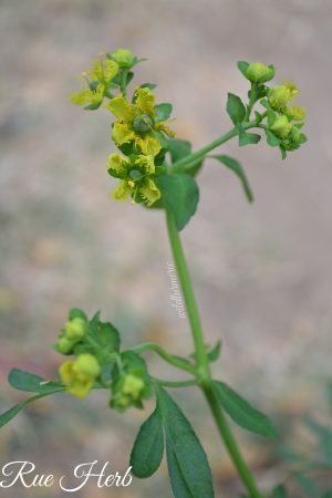 5 Top Benefits Of Ruta Graveolens | Rue Plant - Wildturmeric