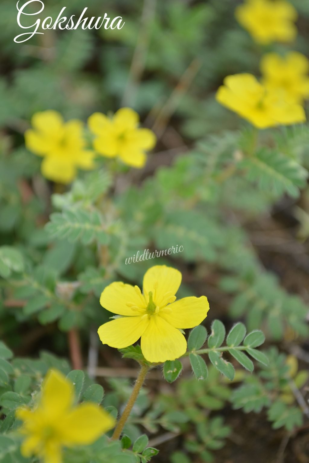 5 Top Benefits & Side Effects Of Gokhru (Tribulus Terrestris ...