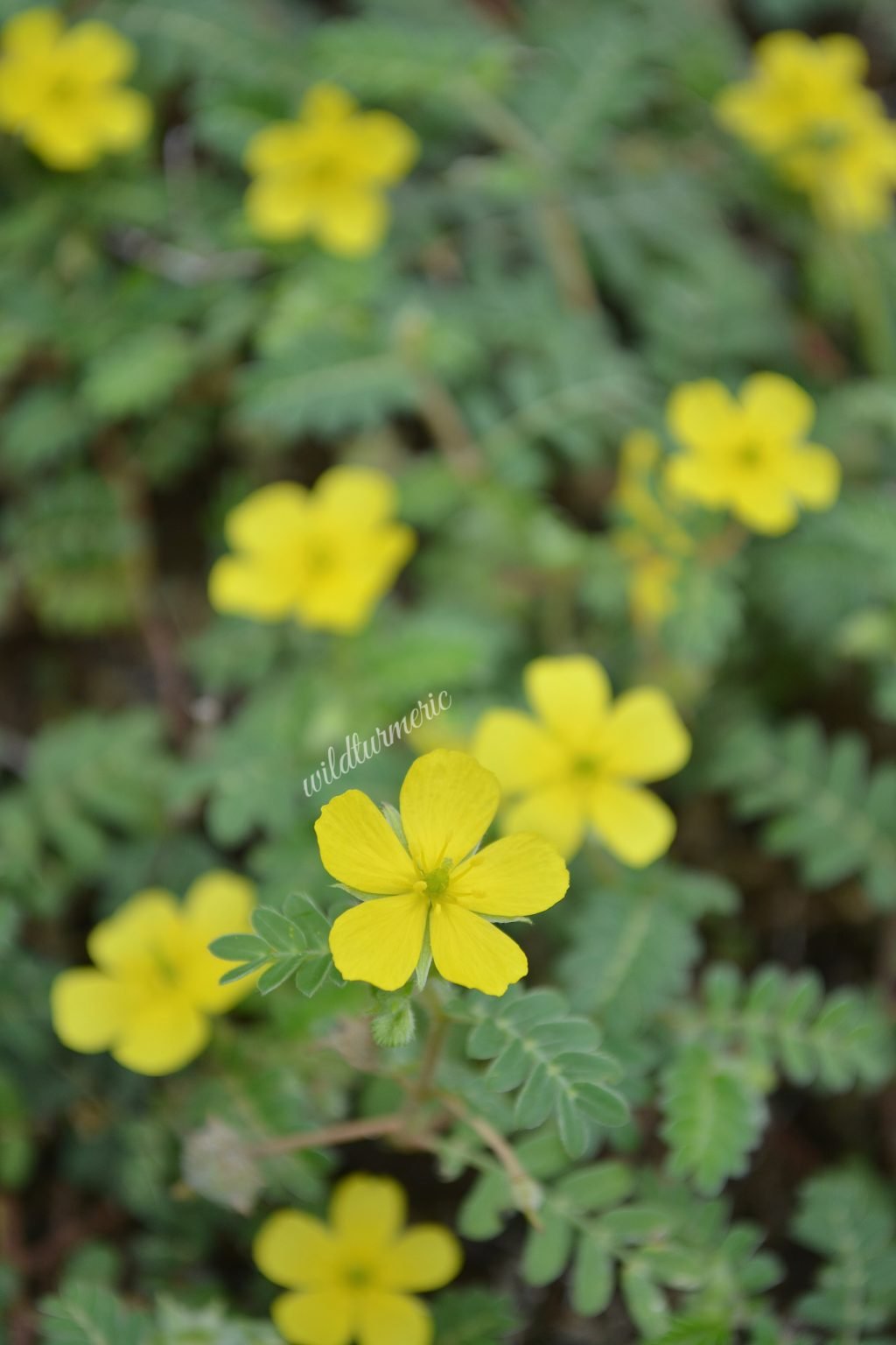 5 Top Benefits & Side Effects Of Gokhru (Tribulus Terrestris ...