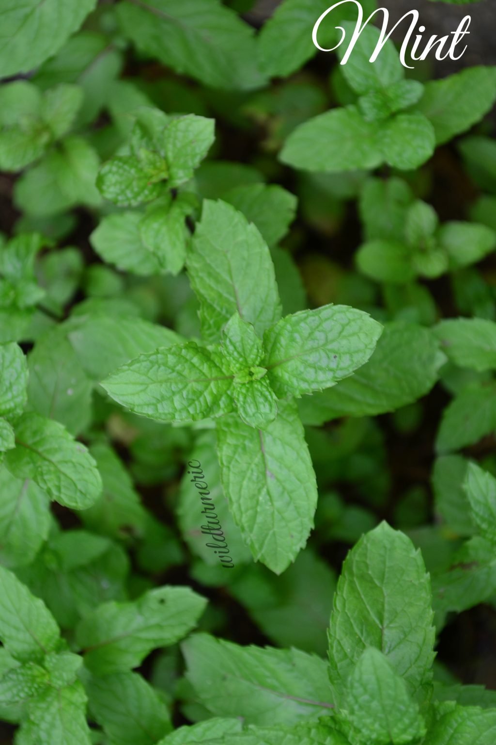 7 Top Benefits Uses Of Mint Pudina Leaves Wildturmeric