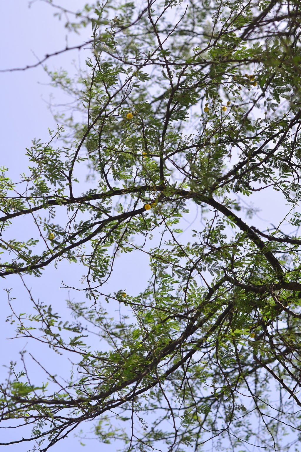 5 Top Benefits Of Babul Tree (Babool) - Wildturmeric