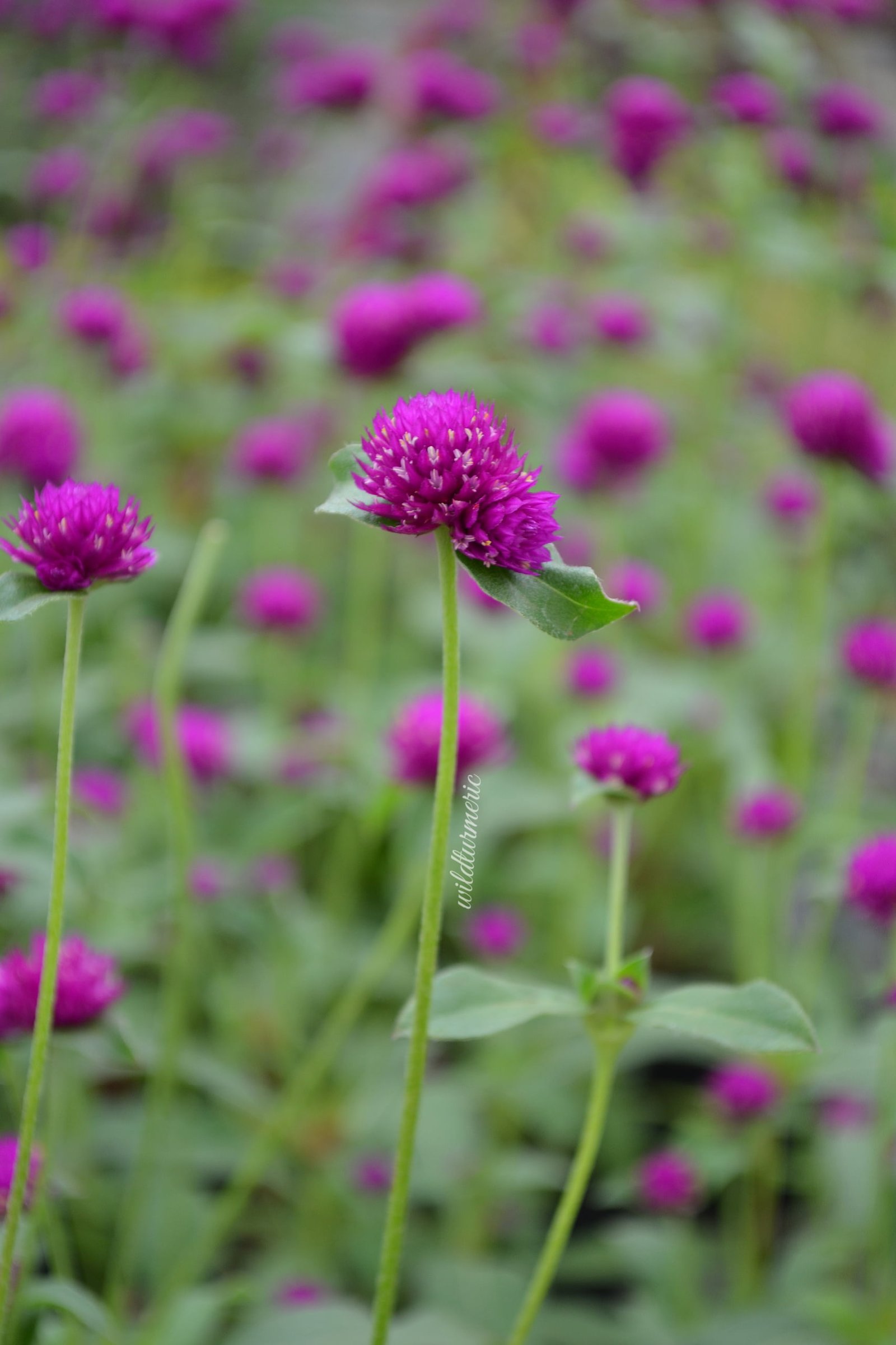 5 Top Uses Of Gomphrena Globosa (Globe Amaranth (Vadamalli) - Wildturmeric