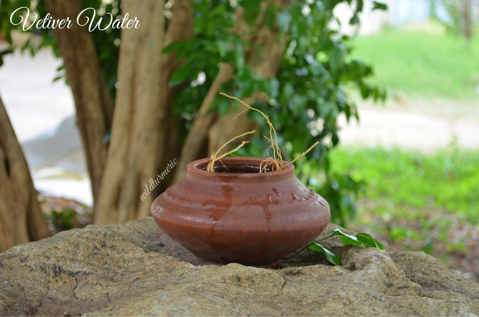Vetiver Water For Hair & Skin Care : 5 Top Ways ! - Wildturmeric