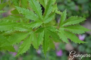 10 Top Health Benefits, Nutrition & Uses Of Gongura | Pulicha Keerai ...
