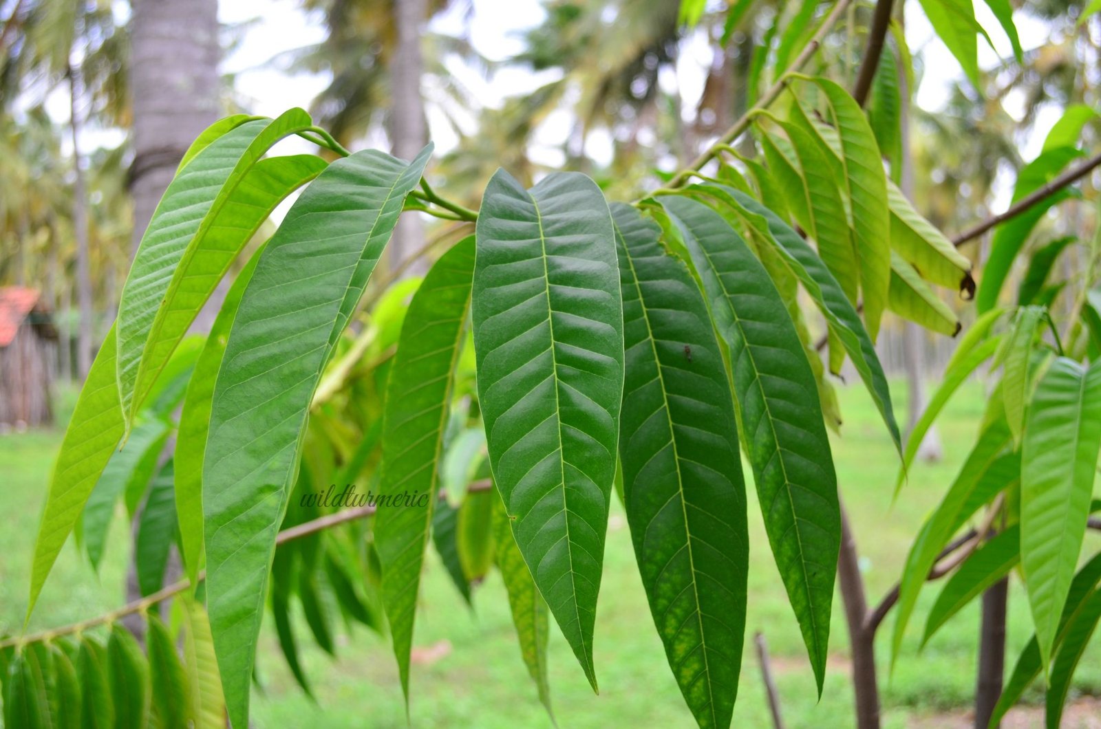 10 Top Benefits, Uses & Side Effects Of Guava Leaves For Skin, Hair ...