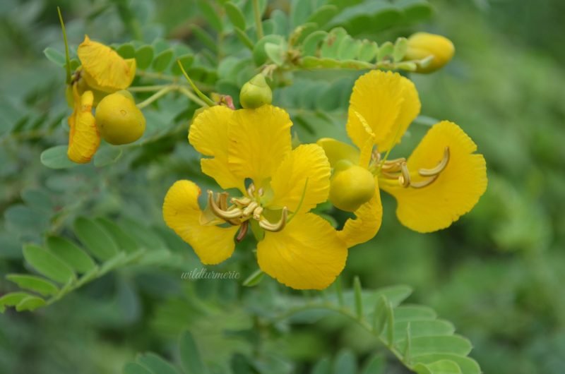 10 Top Benefits & Uses Of Avarampoo (Aavaram Poo) - Wildturmeric