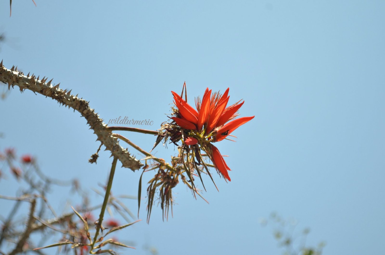 7 Top Medicinal Uses Of Kalyana Murungai (Mullu Murungai | Erythrina ...