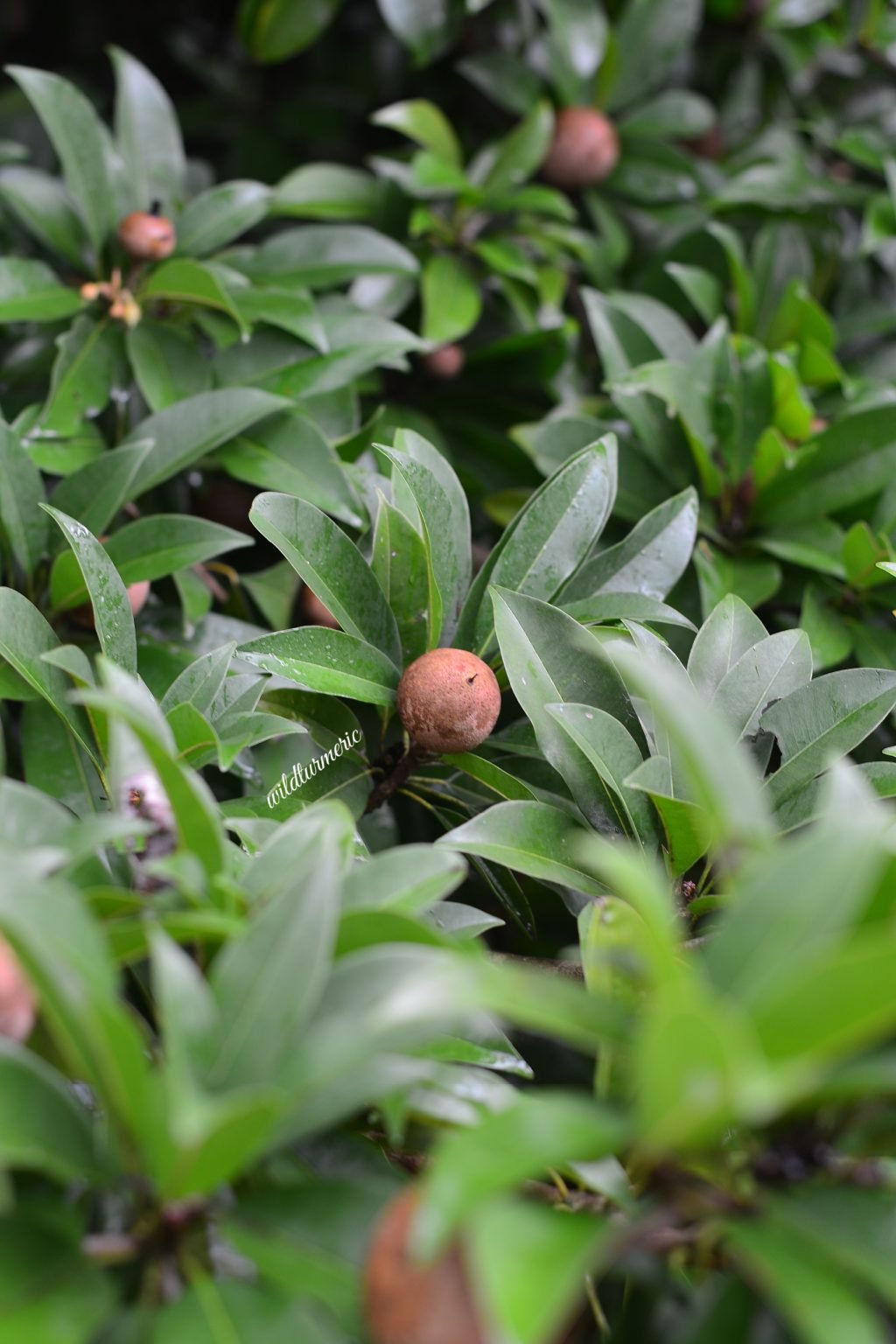 6 Top Health Benefits Of Sapota (Chikoo | Chiku) Fruits - Wildturmeric