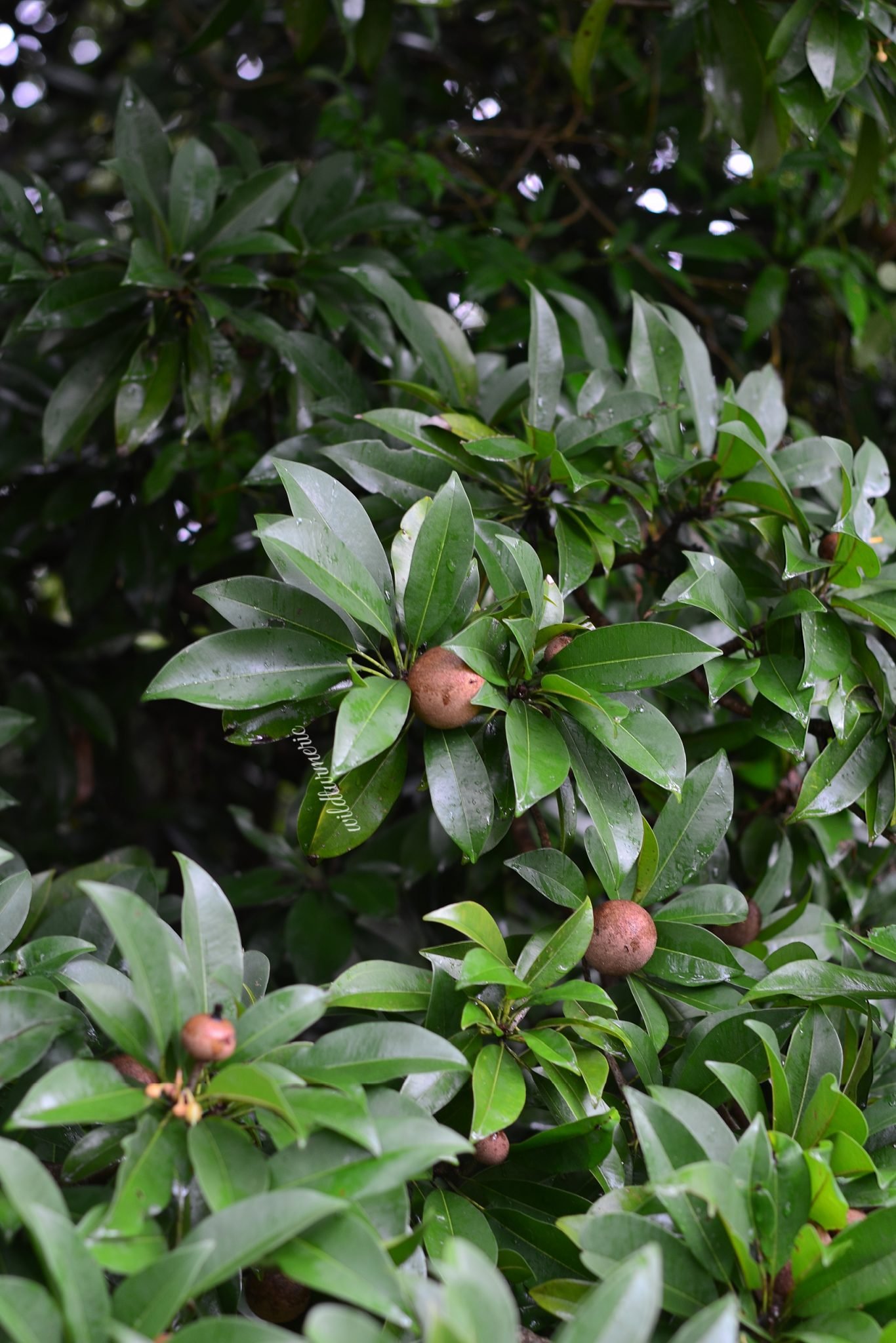 6 Top Health Benefits Of Sapota (Chikoo | Chiku) Fruits - Wildturmeric