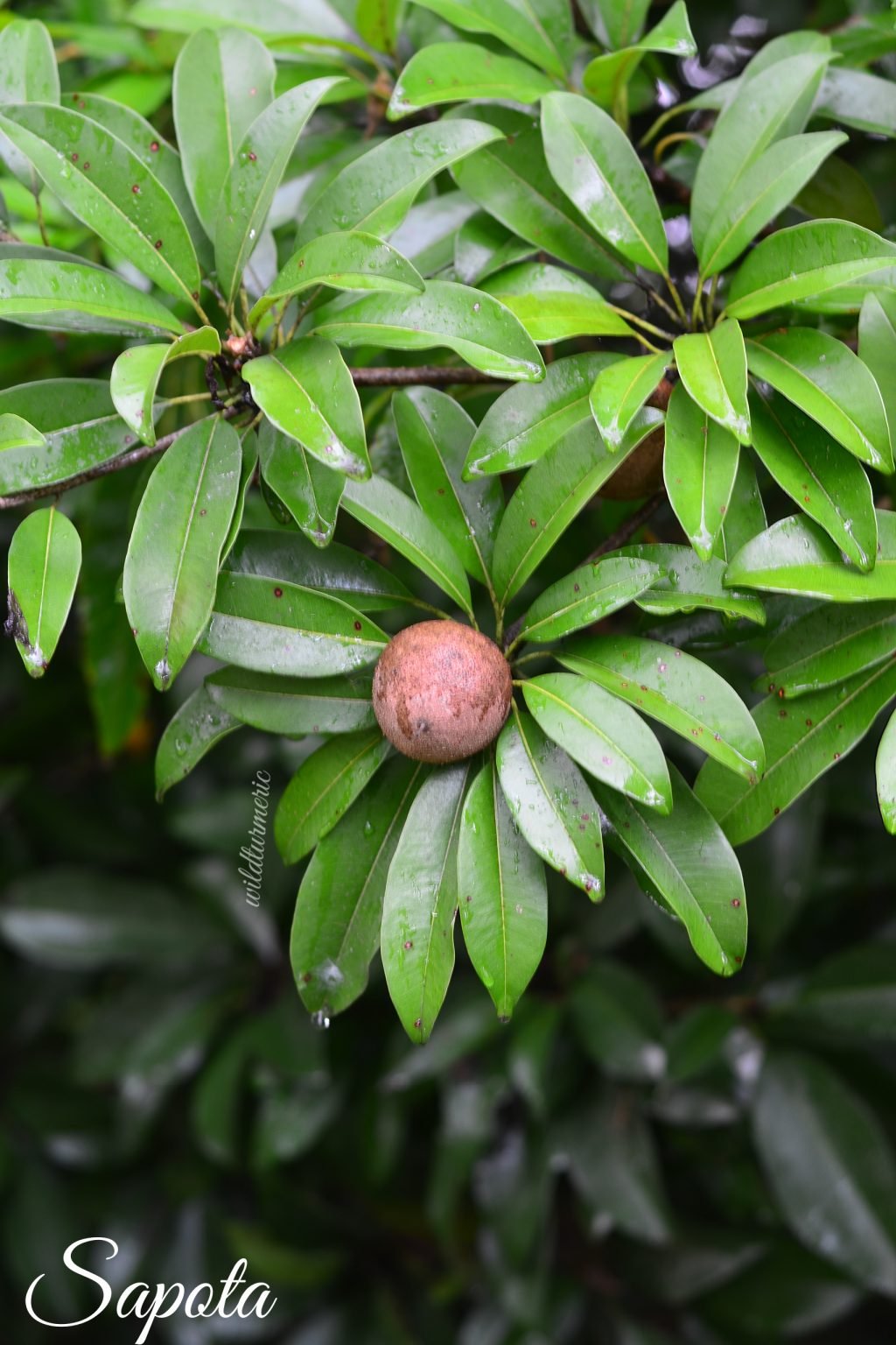 6 Top Health Benefits Of Sapota (Chikoo | Chiku) Fruits - Wildturmeric