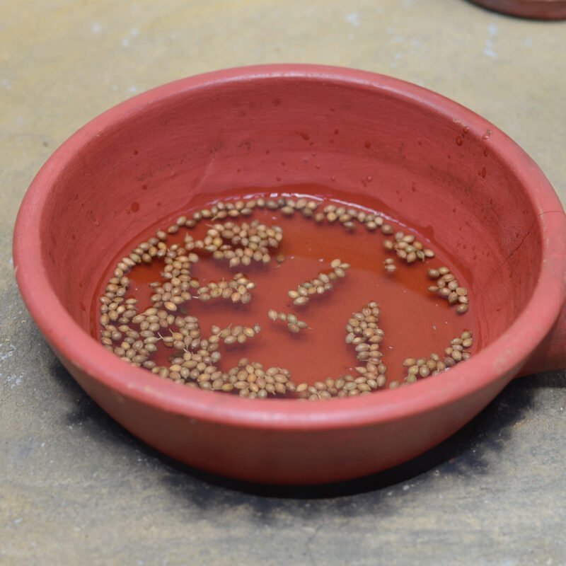 6 Top Benefits Of Coriander Seed Water | Dhania Water - Wildturmeric